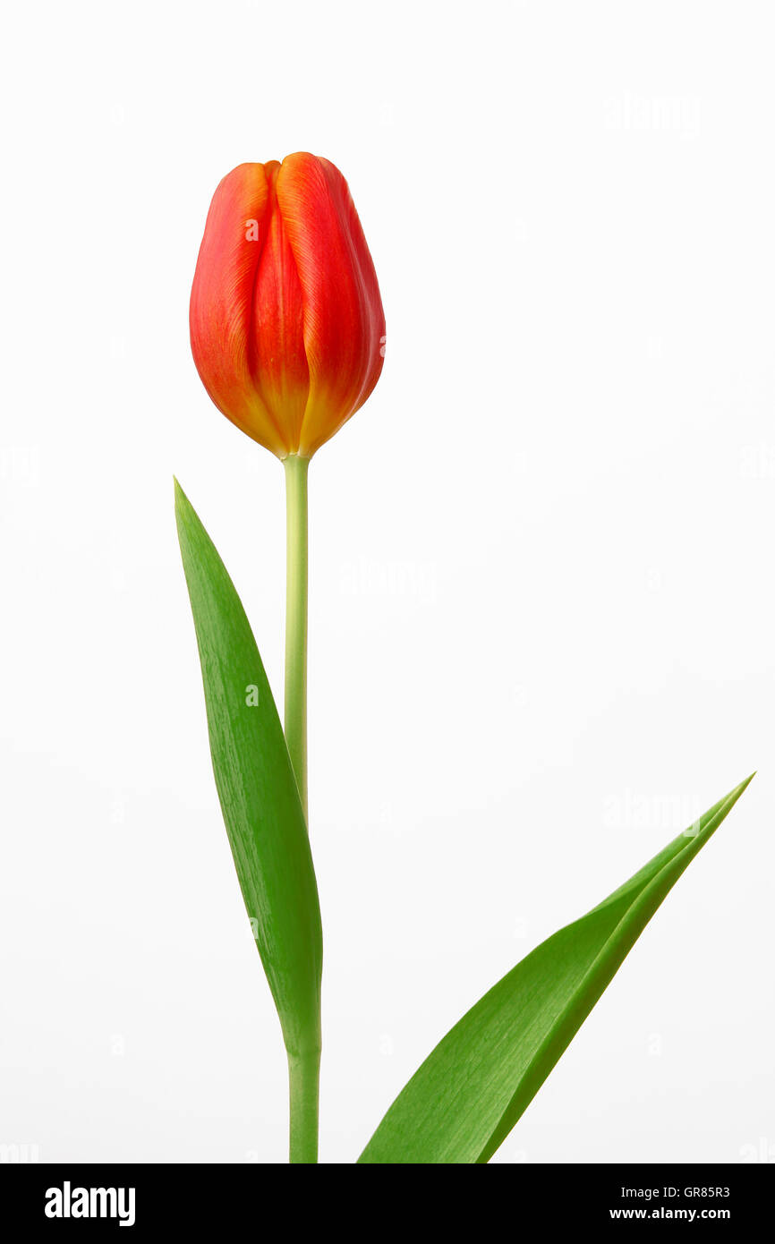 Spring messengers hi-res stock photography and images - Alamy