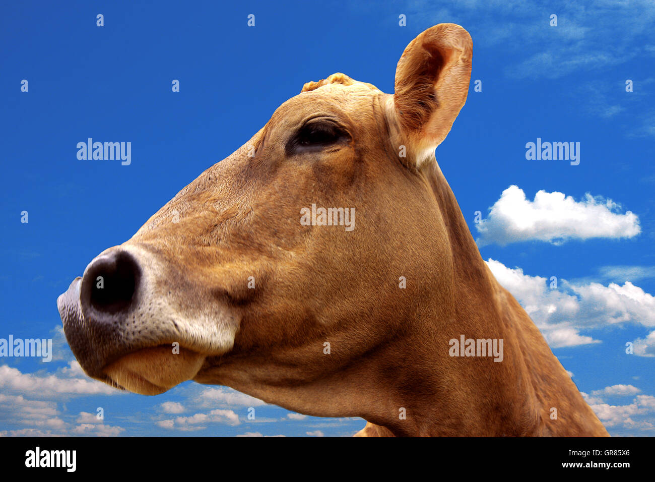 Simmental cow head hi-res stock photography and images - Alamy
