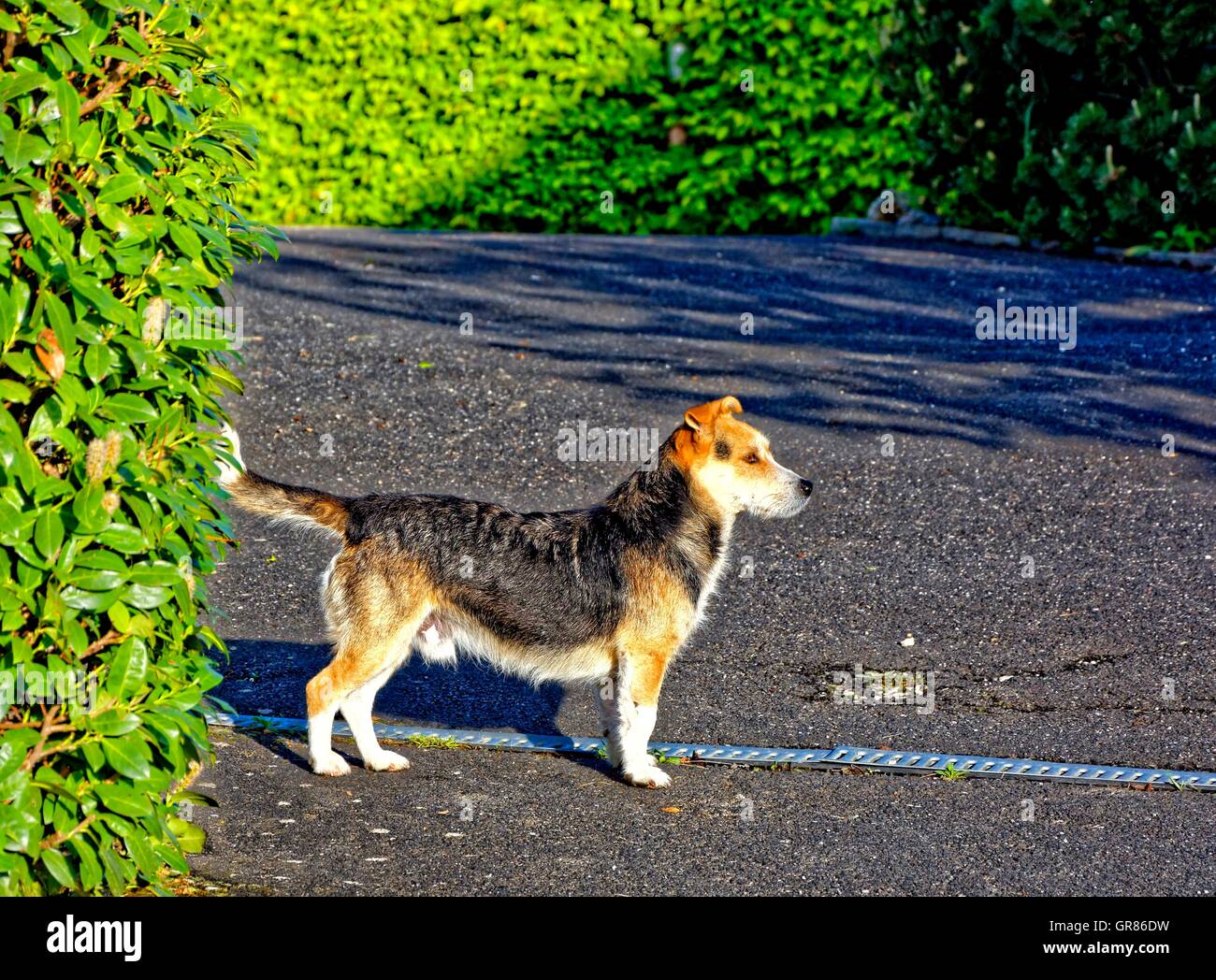 Mature male dog hi-res stock photography and images - Alamy