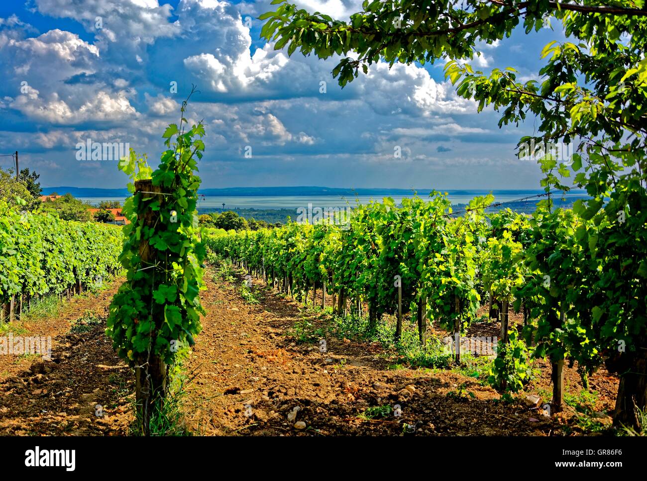 Balaton lake wine hi-res stock photography and images - Alamy