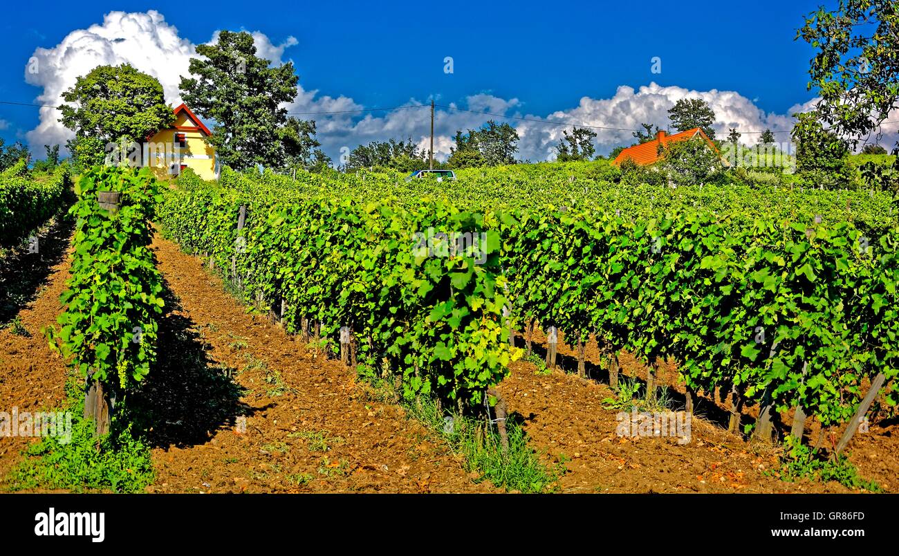 Balaton Wine Region With Winzerhaus Stock Photo - Alamy