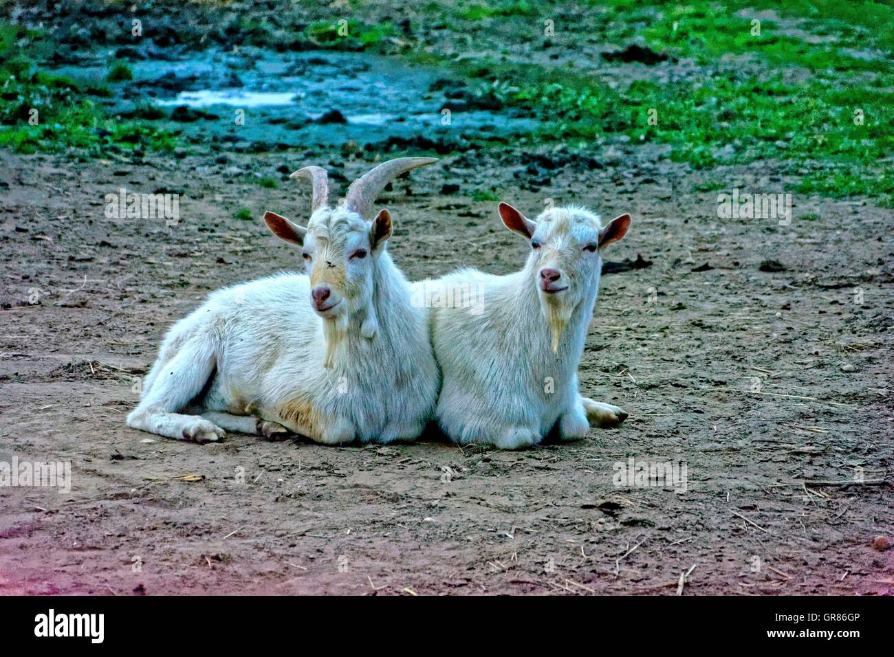 Caprine aegagrus hi-res stock photography and images - Alamy