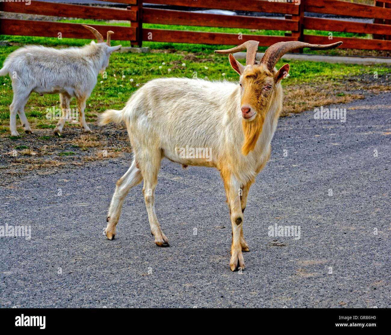 House Goat, Capra Aegagrus Hircus Stock Photo - Alamy