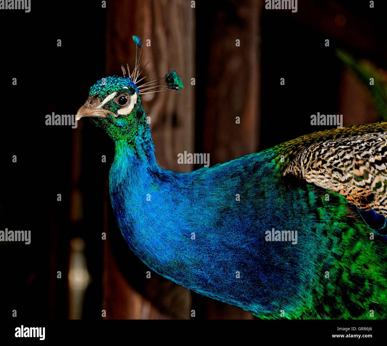 Indian rooster hi-res stock photography and images - Alamy