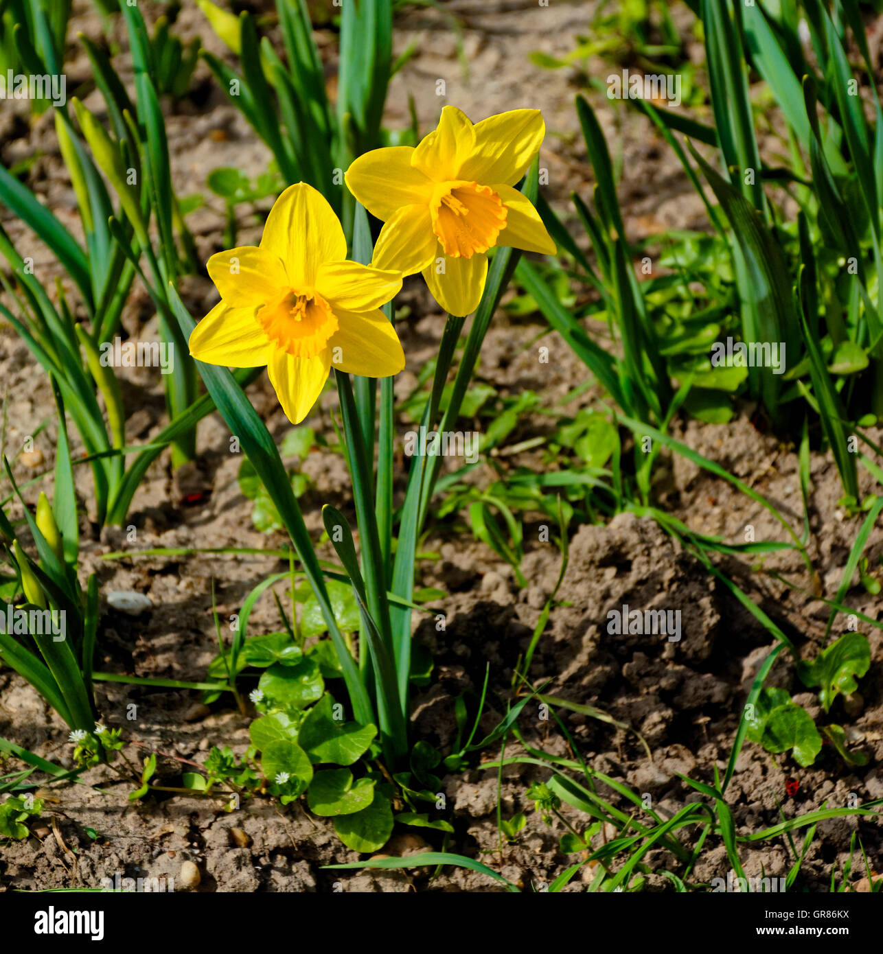 Yellow Daffodil, Narcissus Pseudonarcissus Stock Photo - Alamy