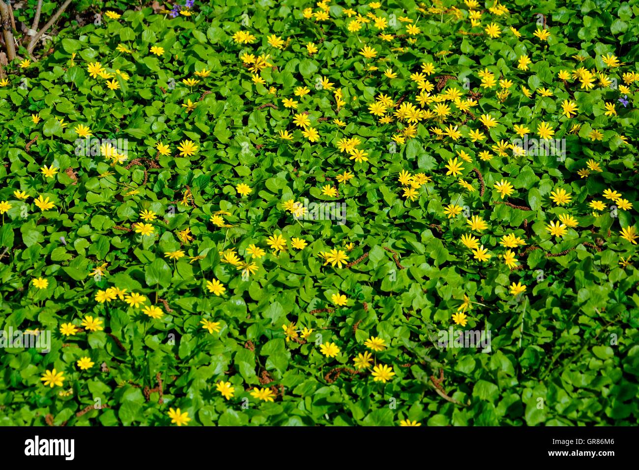 Spring Adonis, Adonis Vernalis, Yellow Stock Photo - Alamy