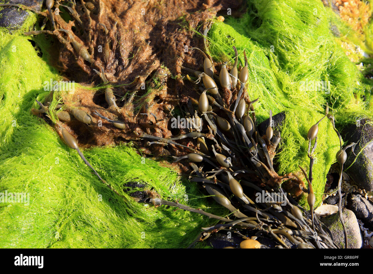 Scotland, the Inner Hebrides, Isle of Skye, Duirinish peninsula, stony ...