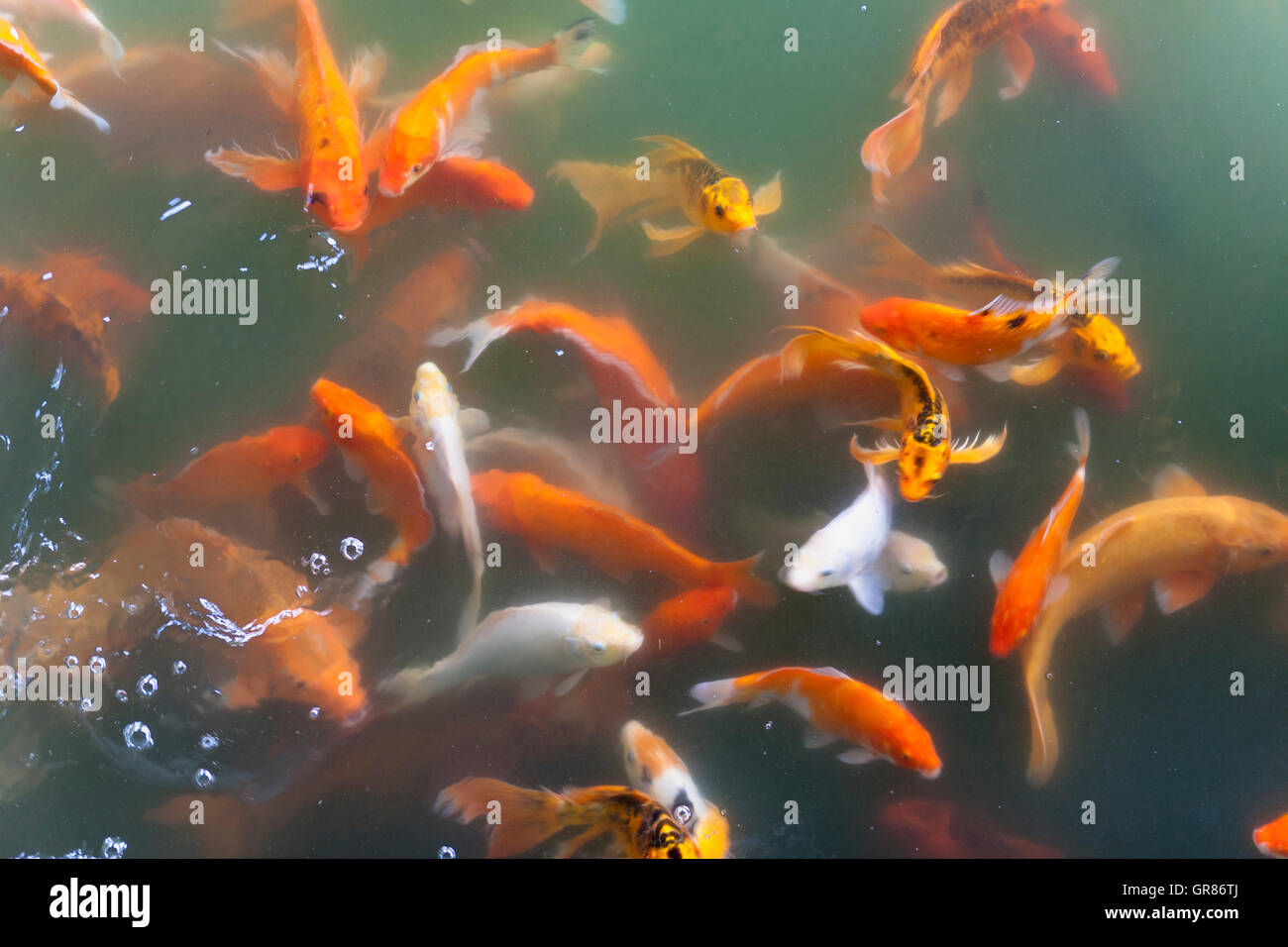 Queen imperial fish hi-res stock photography and images - Alamy