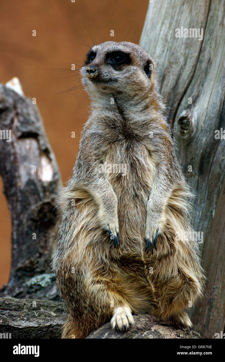 Meerkats have binocular vision hi-res stock photography and images - Alamy