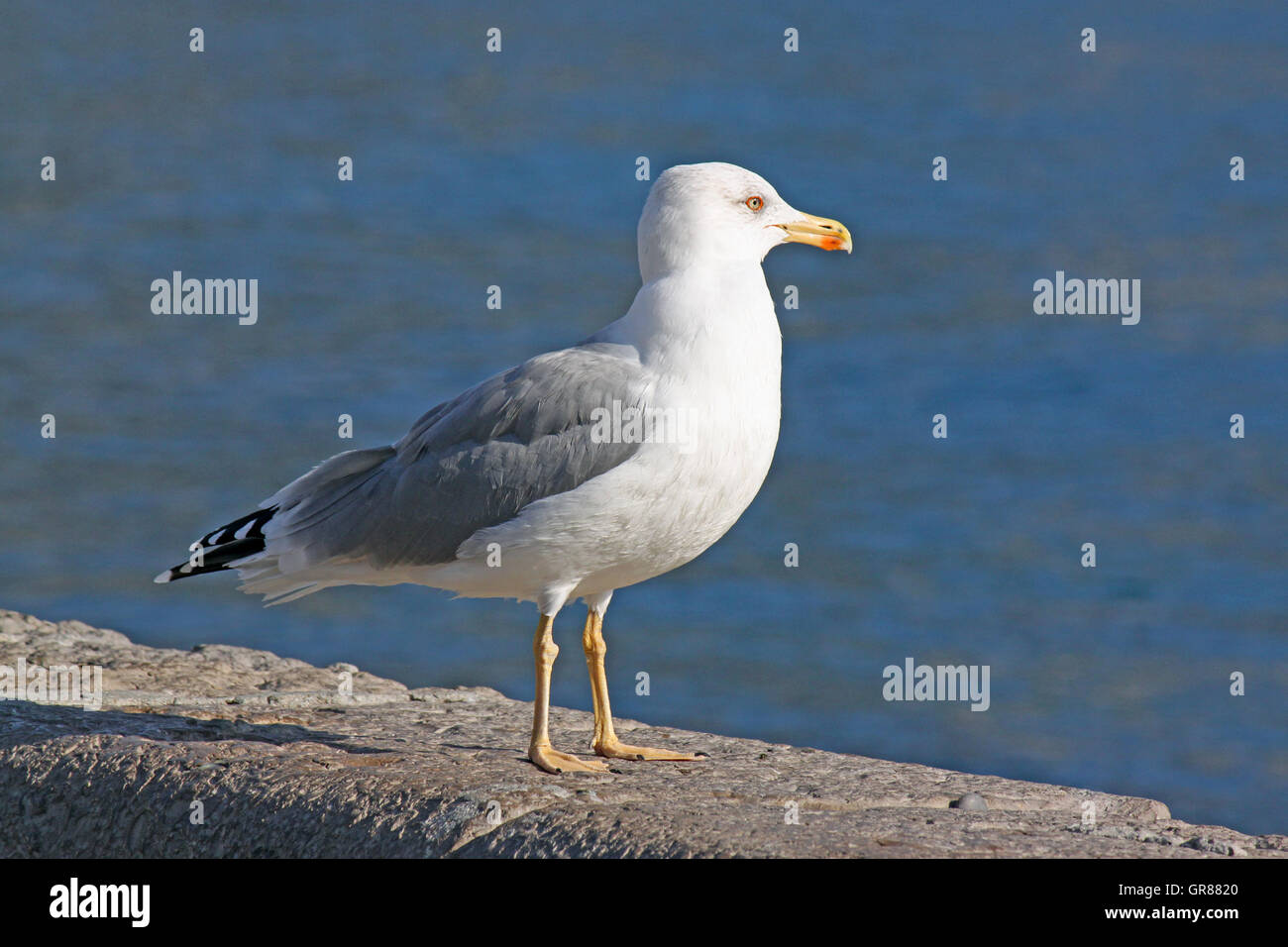 Gull sitting on pier hi-res stock photography and images - Alamy