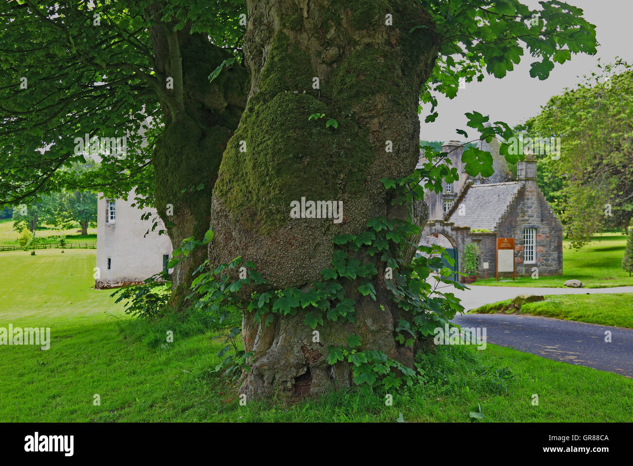 Great maple tree hi-res stock photography and images - Alamy