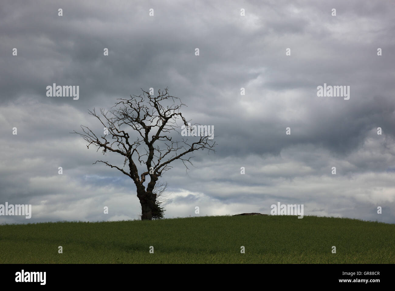 Grey dead tree hi-res stock photography and images - Alamy