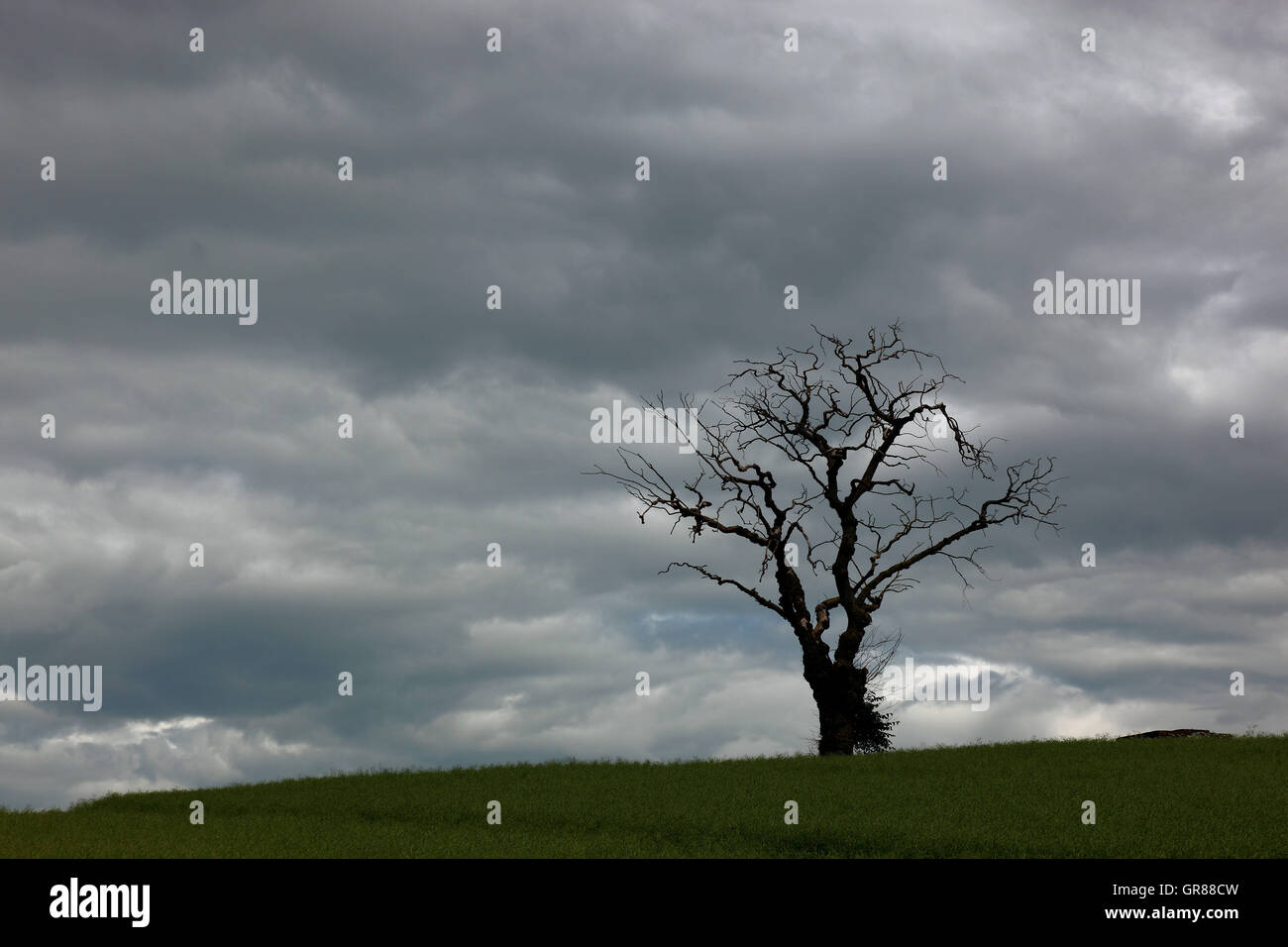 Dead, bald, dead tree before grey sky Stock Photo - Alamy