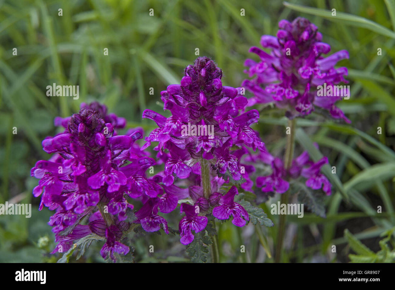 Pedicularis High Resolution Stock Photography and Images - Alamy