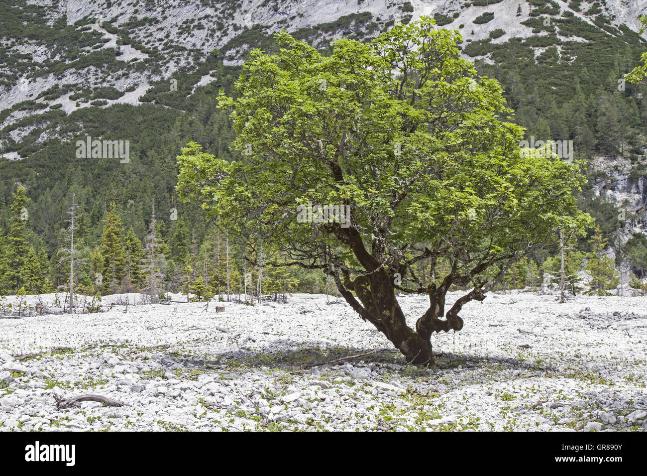 In This Stony Desert Every Tree Is Doomed To Slow Dying Tree Stock ...