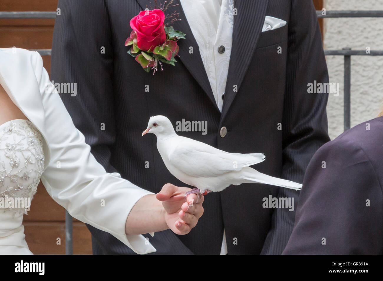 White dove on hand hi-res stock photography and images - Alamy