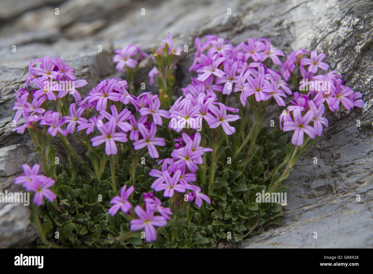 The Alpine Balsam Also Erinus Called Alpinus Belongs To The Family Of ...