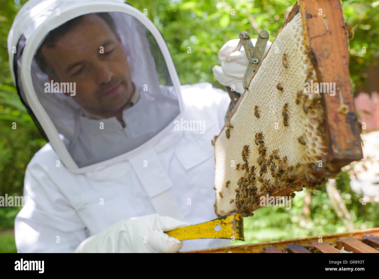 Bee keeper net hi-res stock photography and images - Alamy
