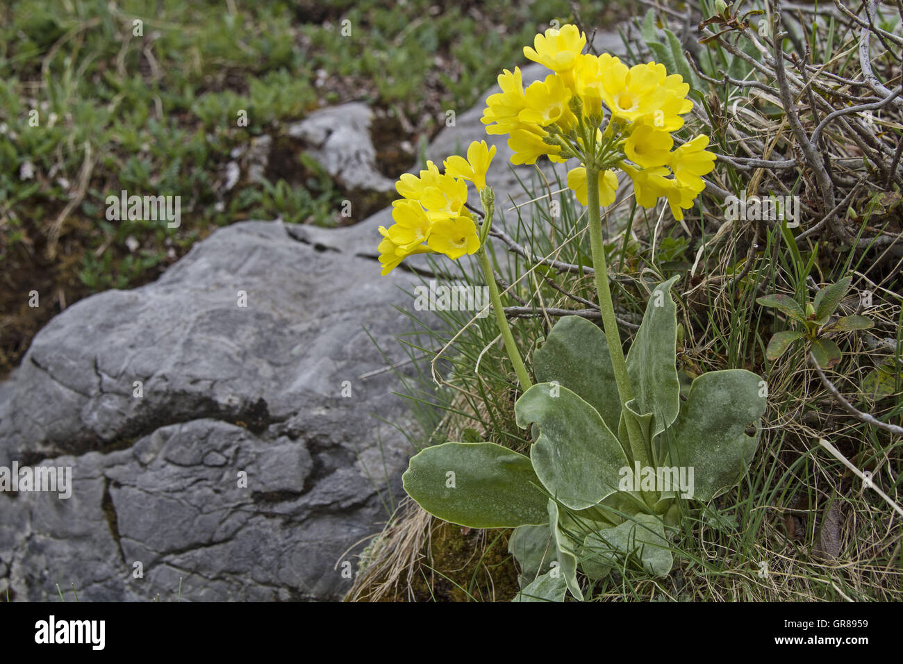 Primula auricula hi-res stock photography and images - Alamy