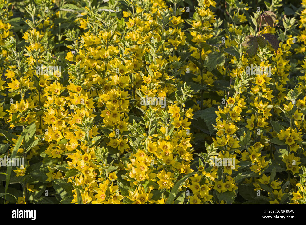 Pflanze Stock Photos & Pflanze Stock Images - Alamy