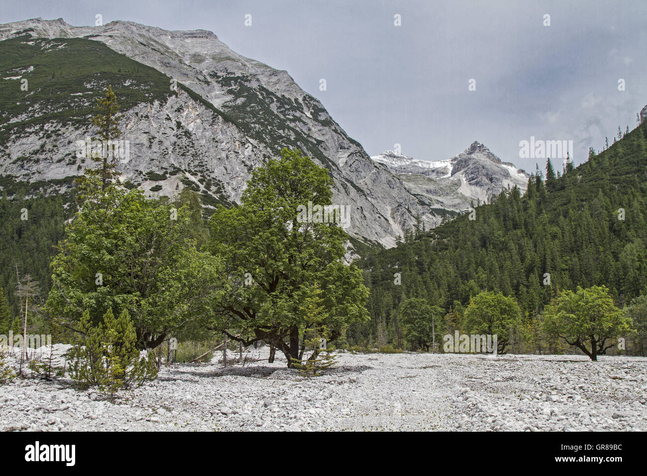 In This Stony Desert Every Tree Is Doomed To Slow Dying Tree Stock ...