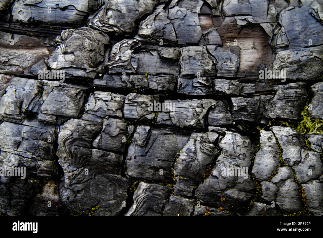 Burn Traces On The Trunk Of An Old Charred Tree Trunk Stock Photo - Alamy
