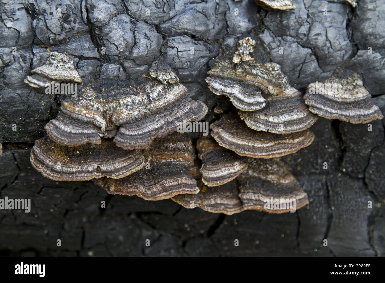 Burn Marks On The Bark Of An Old Charred Tree Trunk Stock Photo - Alamy
