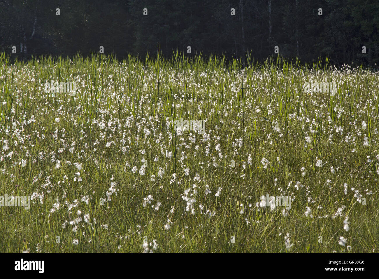 Predominantly hi-res stock photography and images - Alamy