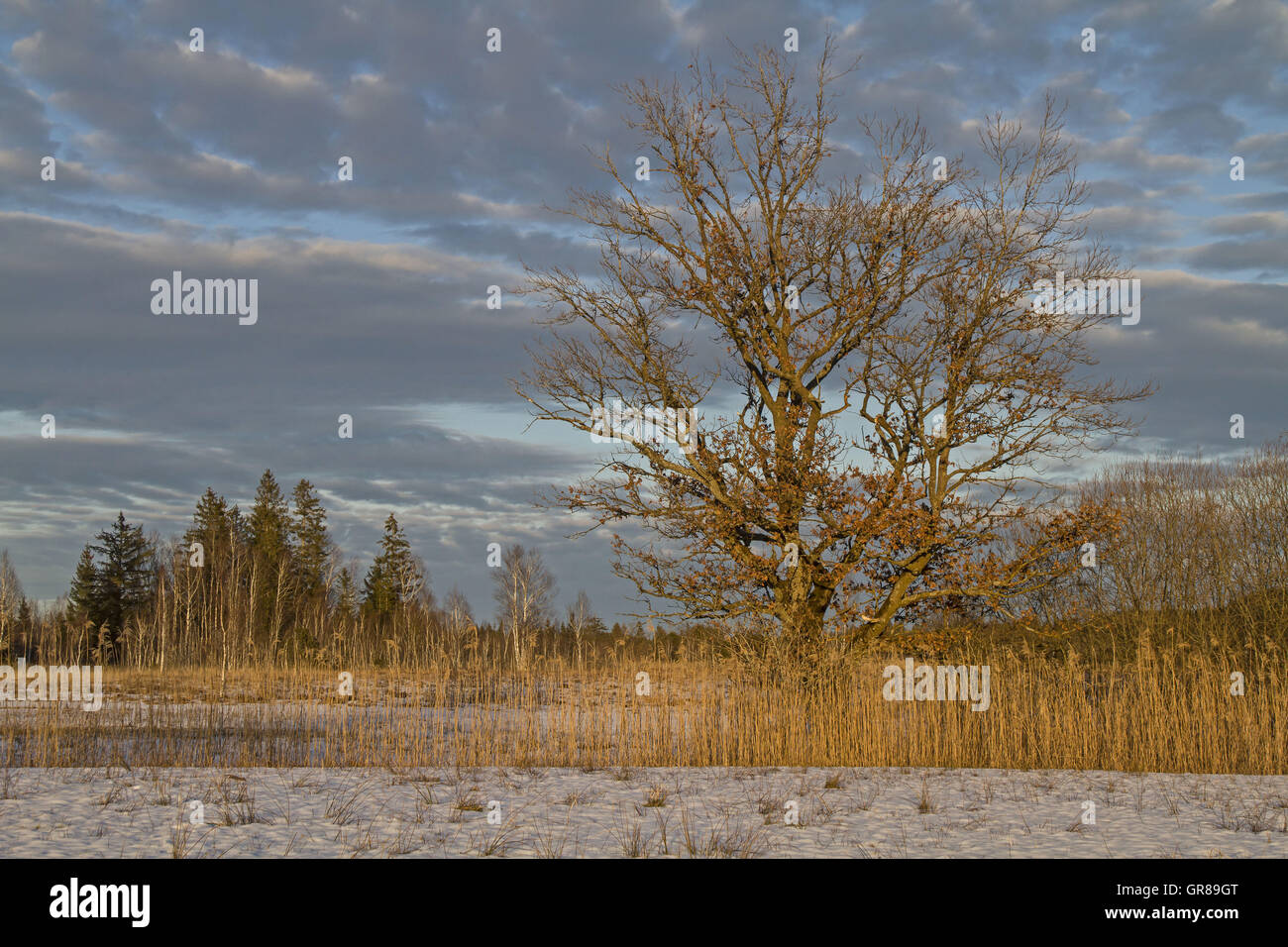 Moorlandschaft hi-res stock photography and images - Alamy
