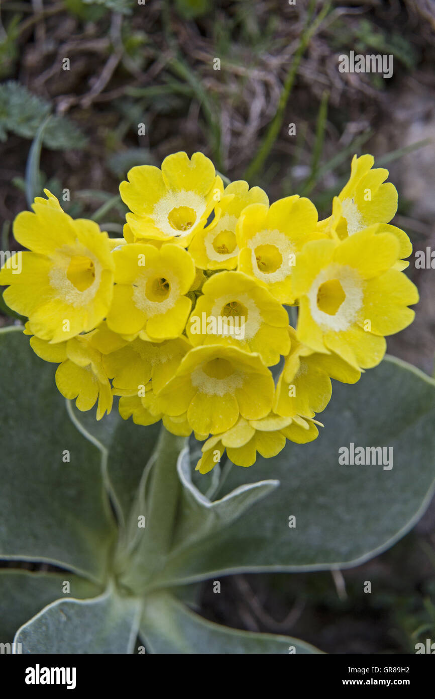 Auriculaalpine hi-res stock photography and images - Alamy
