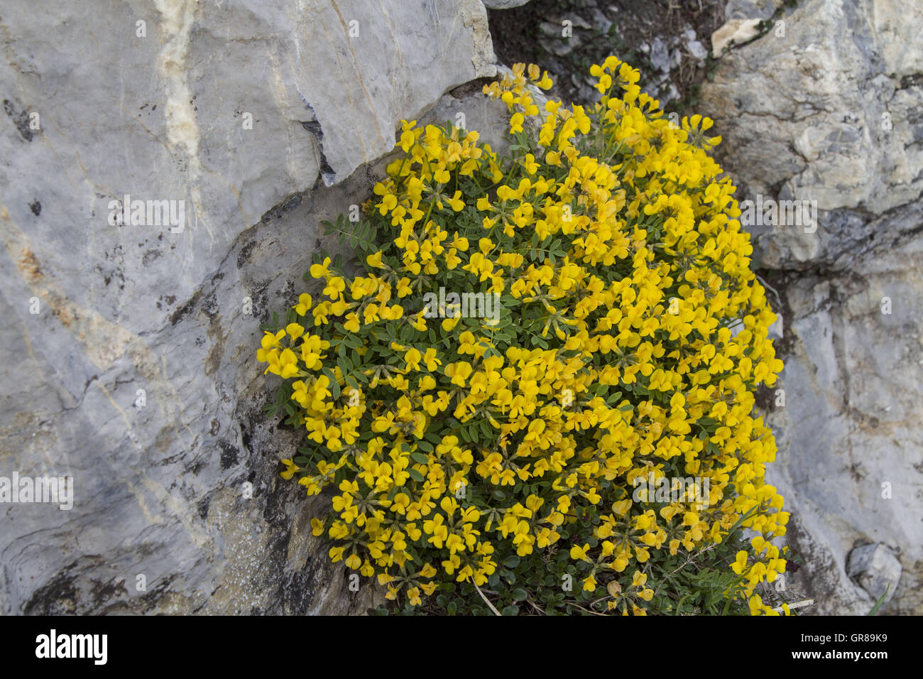 Hippocrepis comosa hi-res stock photography and images - Alamy