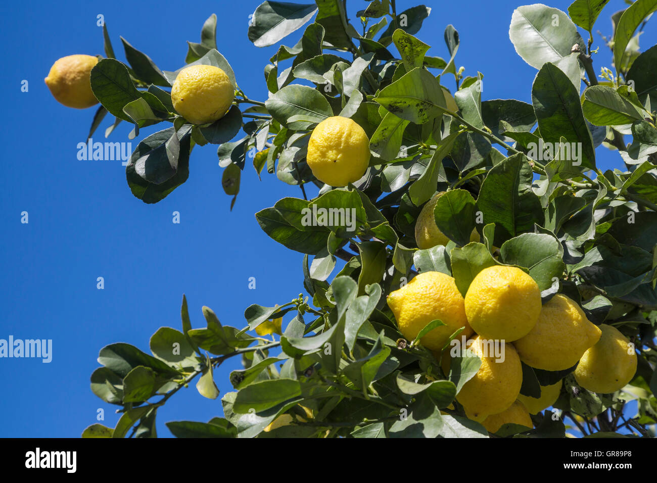 Detail View Of A Lemon Tree Against Blue Sky Stock Photo - Alamy