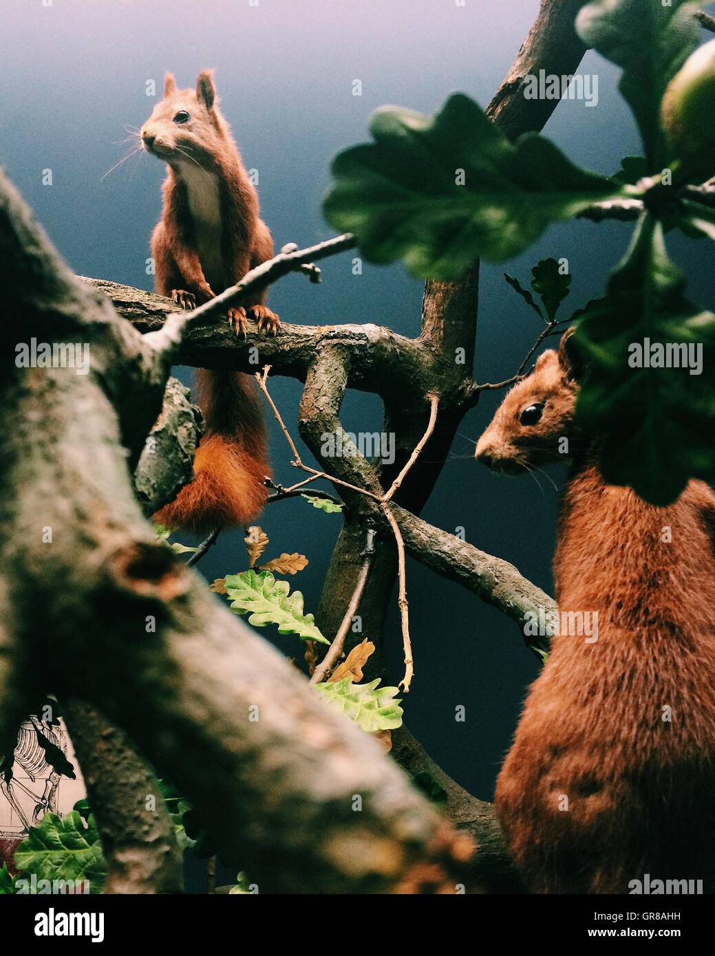 Squirrels on branch hi-res stock photography and images - Alamy