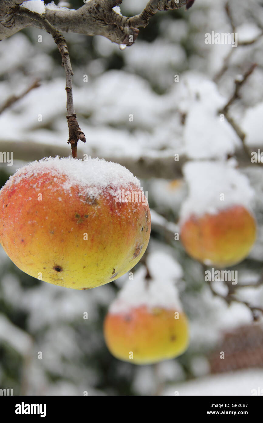 Apple In Snow Stock Photo - Alamy