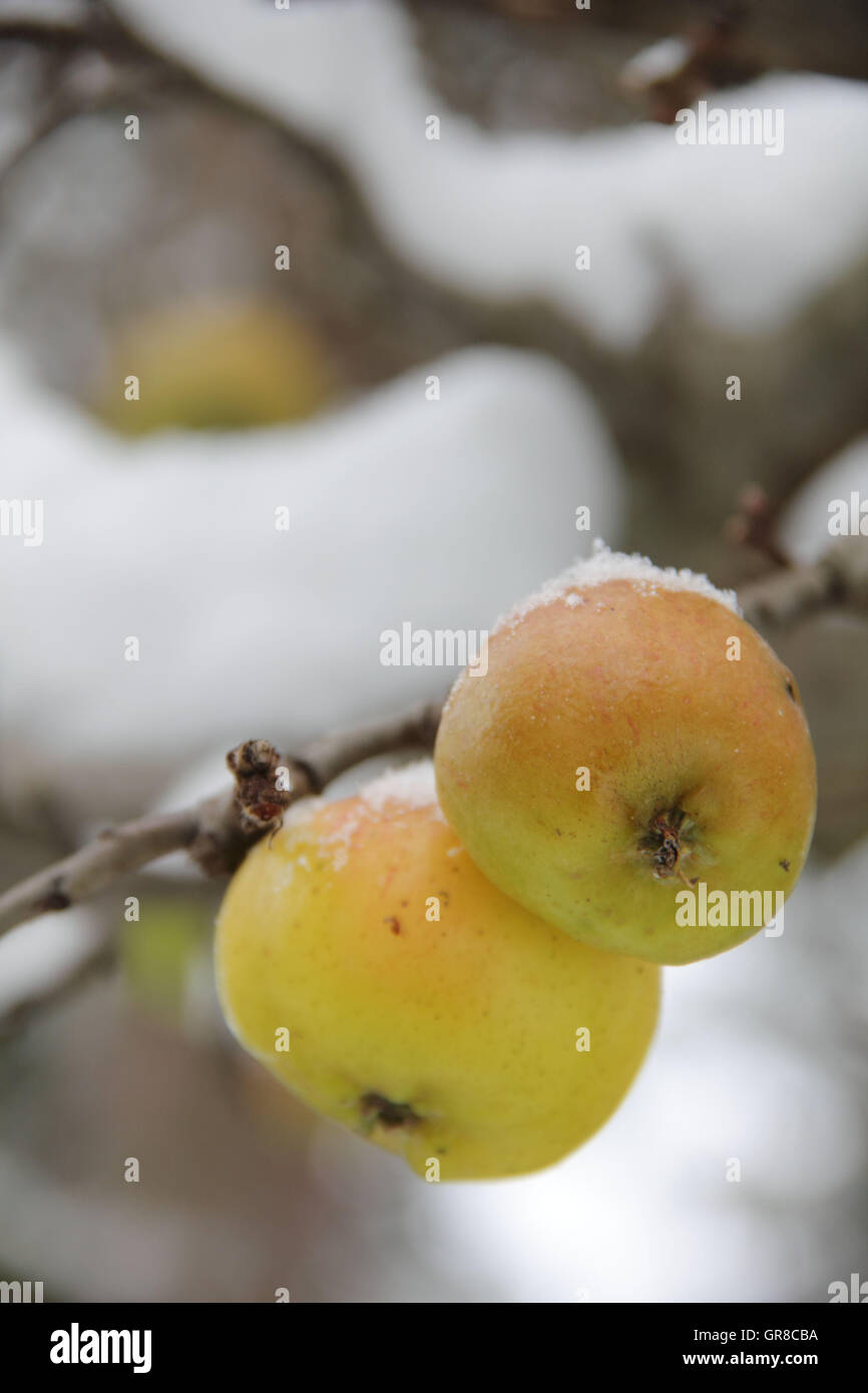 Apple In Snow Stock Photo - Alamy