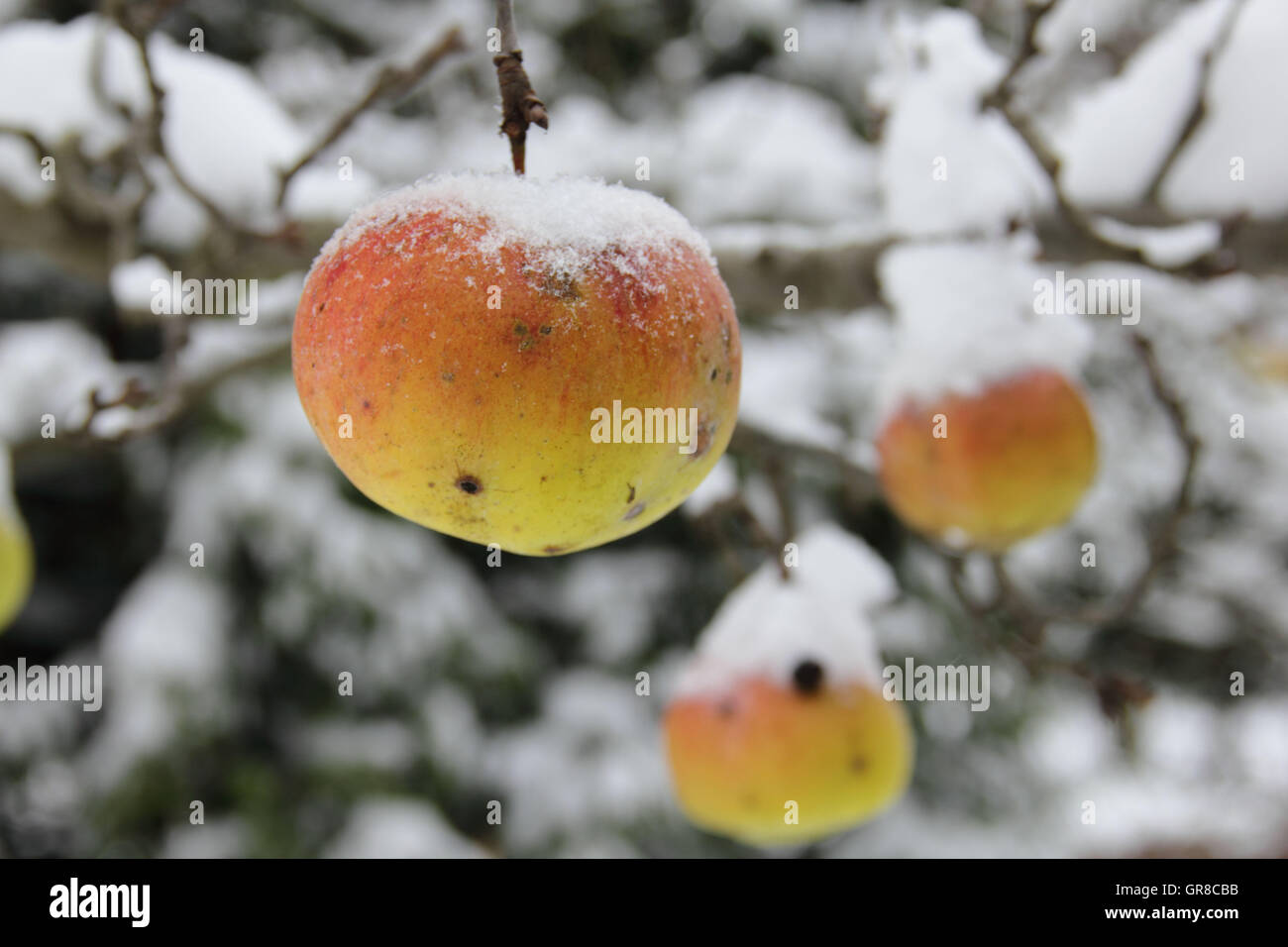 Fruits in the snow hi-res stock photography and images - Alamy