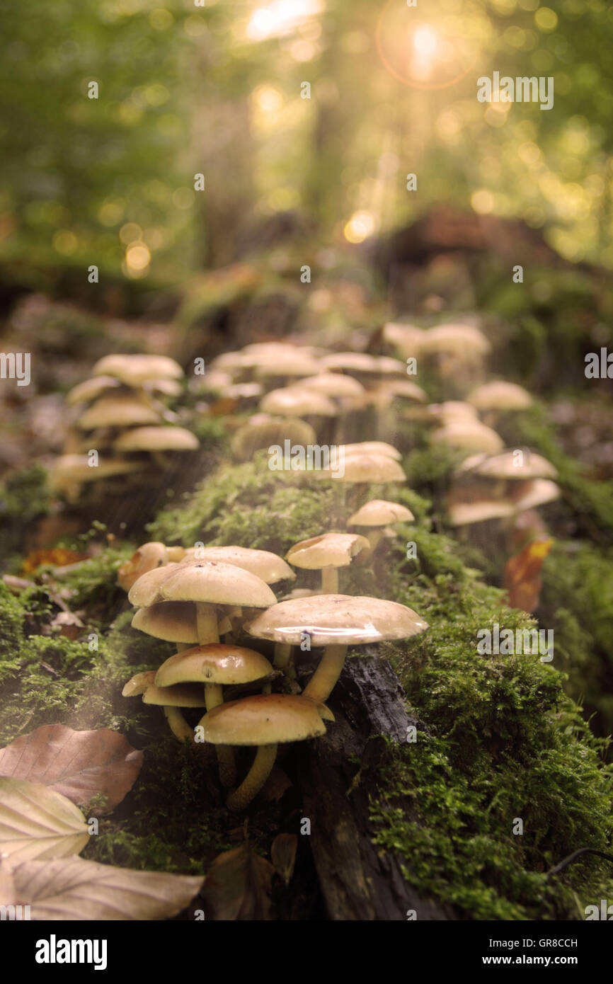 Magical forest floor hi-res stock photography and images - Alamy