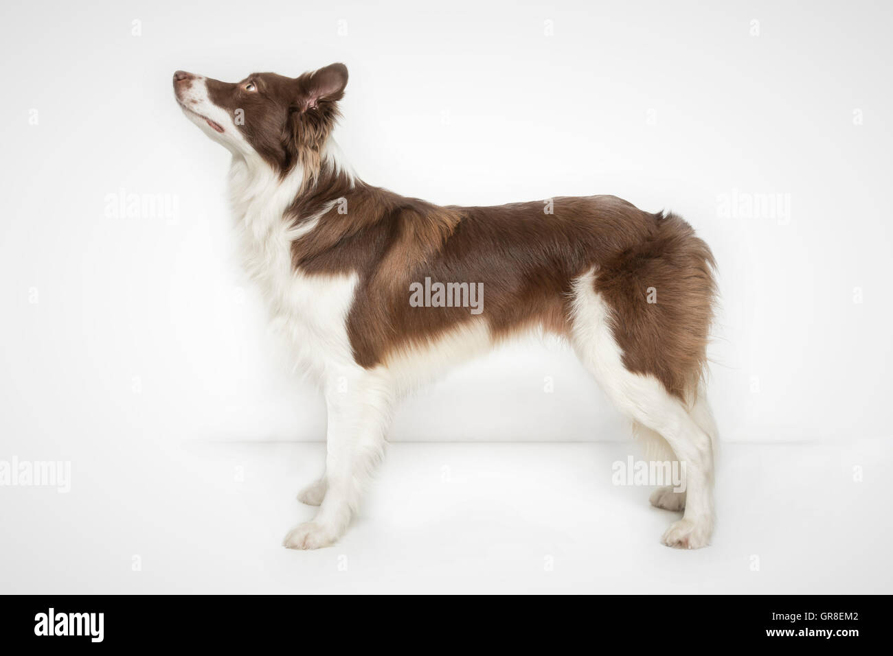 Full Length Of A Border Collie In The Studio Stock Photo - Alamy