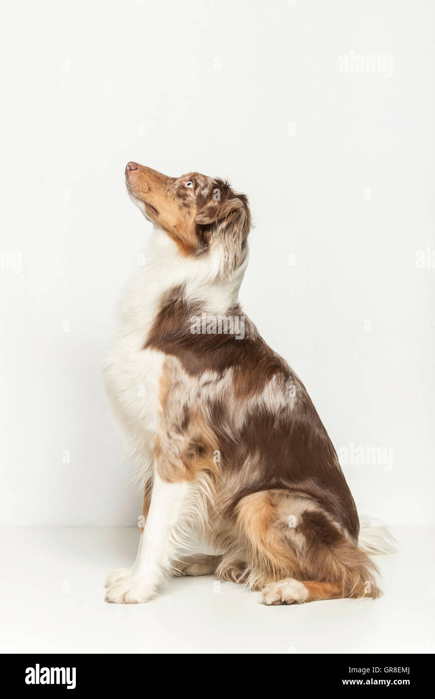 Australian Shepard Photographed In Studio Against A White Background ...