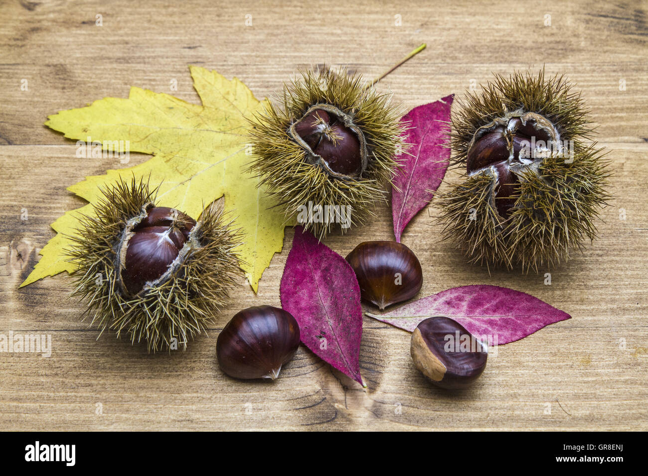 The Chestnut Is A Tasty And Popular Fruit Tree Stock Photo - Alamy
