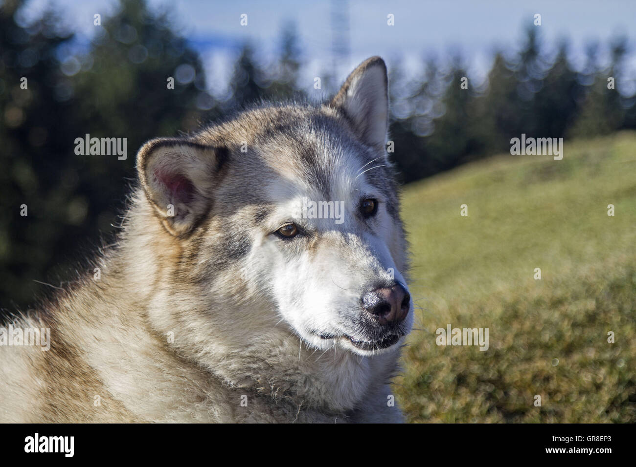 Alaska family dog sled hi-res stock photography and images - Alamy