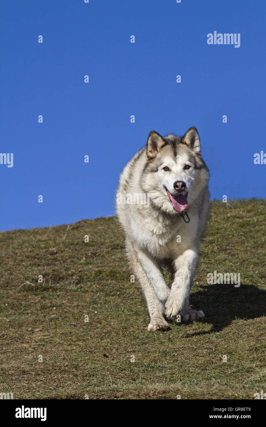 Alaskan fauna hi-res stock photography and images - Alamy