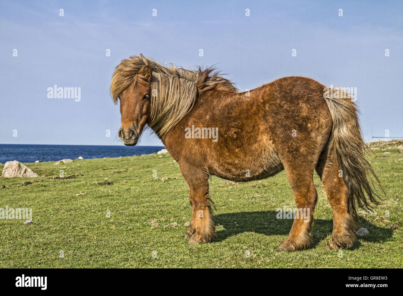 Norway pony hi-res stock photography and images - Alamy