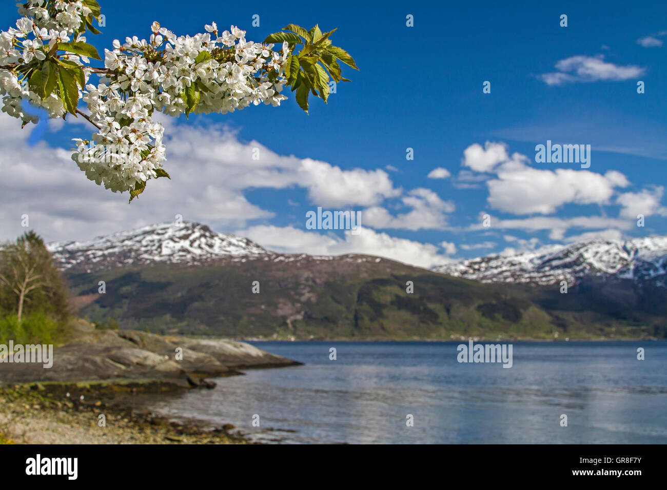 Fruit Blossom By The Hardanger Fjord In Norway Stock Photo - Alamy