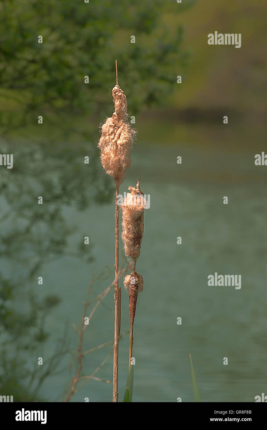 Typha hi-res stock photography and images - Alamy