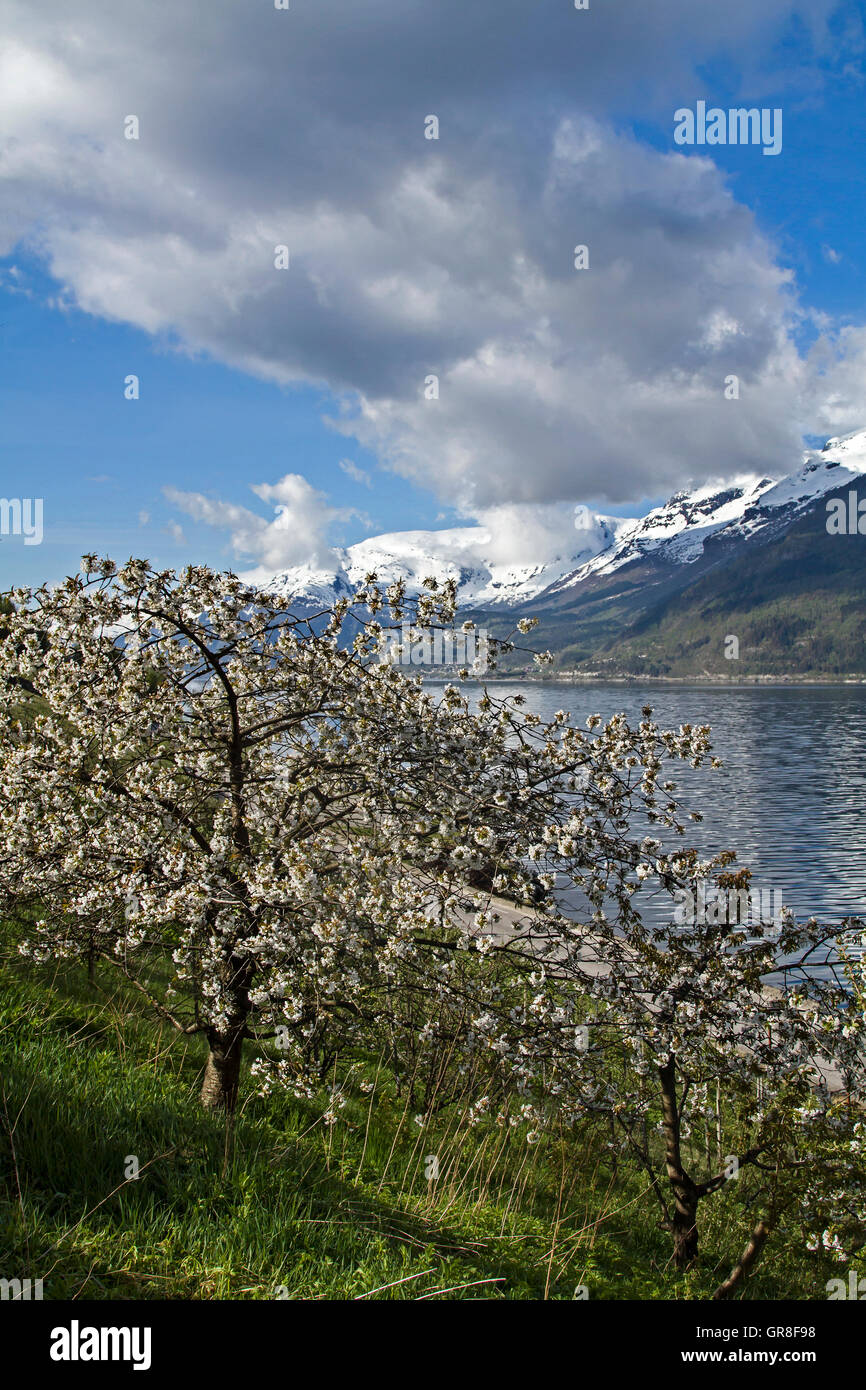 Fruit Blossom By The Sorfjord In Norway Stock Photo - Alamy