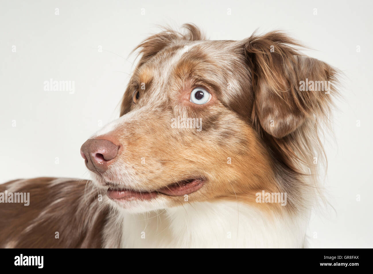 Australian Shepards In Studio Against White Background Stock Photo - Alamy
