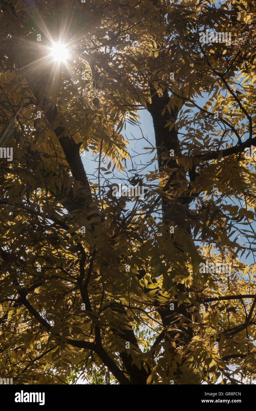 Fall sun shines through leaves hi-res stock photography and images - Alamy