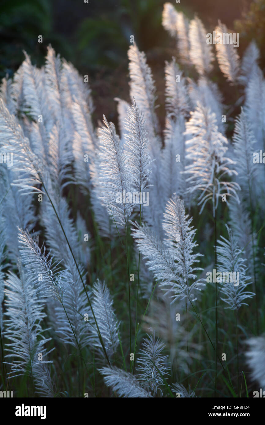 Feathery Plums of Giant Reed Grass during Cool Season. Khao Laem ...