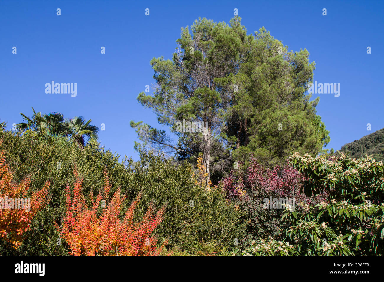 Park In Arco With Subtropical Vegetation Stock Photo - Alamy